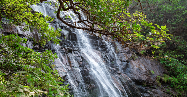 MP Jungle Safari 6 Nights 7 Days Holiday Tour Package | Flamingo Travels