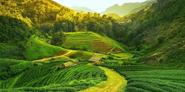 asam - Flamingo Travels Blog