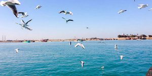 15 Best Beaches to Visit in Gujarat 2025-26 - Flamingo Travels