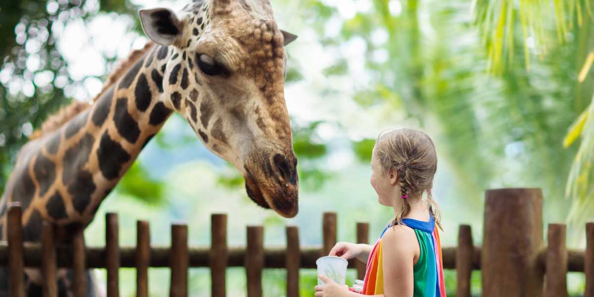 Singapore Zoo 2026: New Attractions, Experiences & Travel Guide